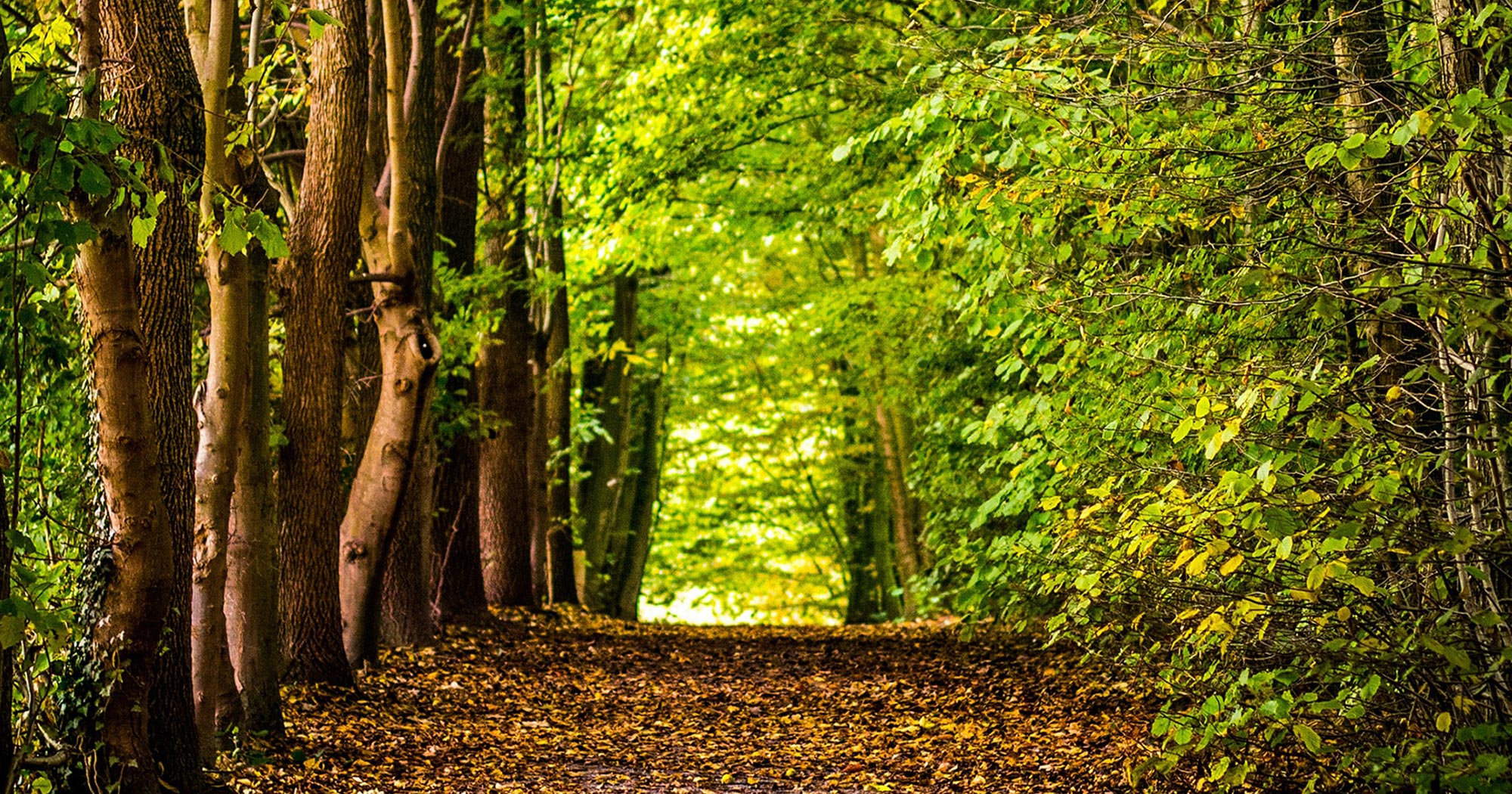 La Forêt et vous – Un site de l'association Canopée Forêts Vivantes